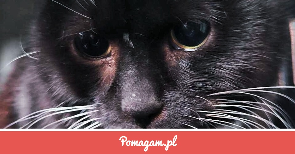 Zrzutka na Uratujmy Ptysia i Jego Nerkę - Aleksander Osowiec | Pomagam.pl