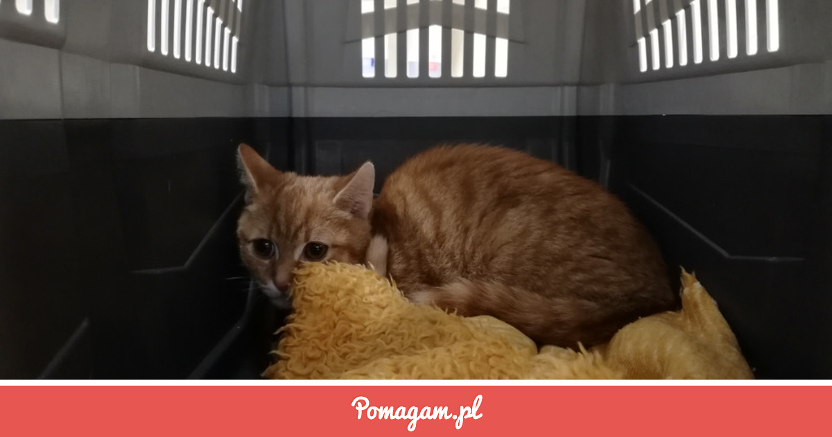 Zrzutka na Sylwestrowe Leczenie Kociąt - Jacek Barczak | Pomagam.pl