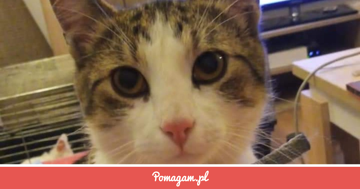 Zrzutka na Operacja dla kota-drutowanie Szc - Renata Chrapek | Pomagam.pl