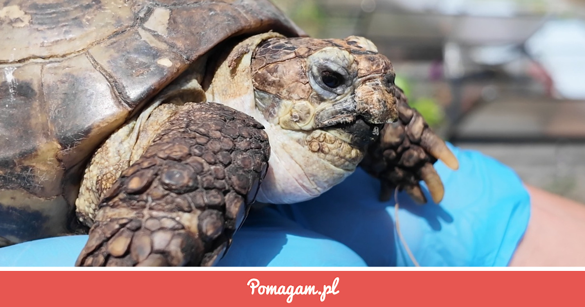 Zrzutka na Poddasze dla Żółwi - Adam Bykowski | Pomagam.pl