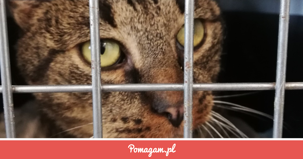 Zrzutka na Kontrolne Badanie Krwi Teosia - Jacek Barczak | Pomagam.pl