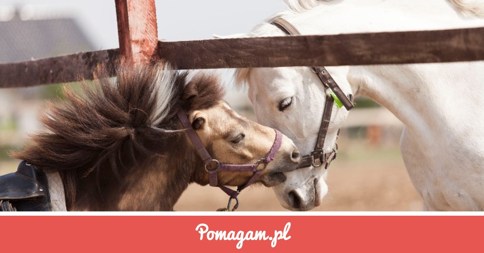 Zrzutka na Schronisko dla niechcianych koni - Dawid Tracewski | Pomagam.pl