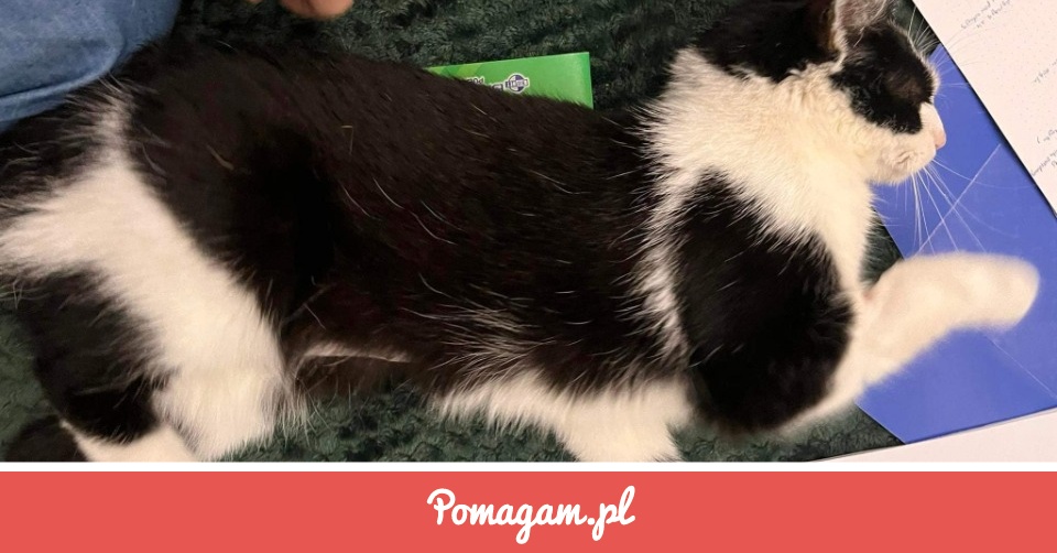 Zrzutka na Transfuzja Krwi dla Bezdomniaka - Luiza Pawlak | Pomagam.pl