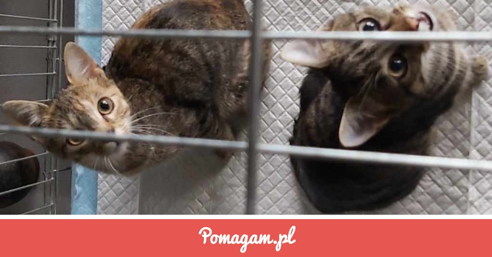 Zrzutka na Kiki i Goja Wyrzucone w Lesie - FUNDACJA MISJA KOTY i INNE ISTOTY | Pomagam.pl