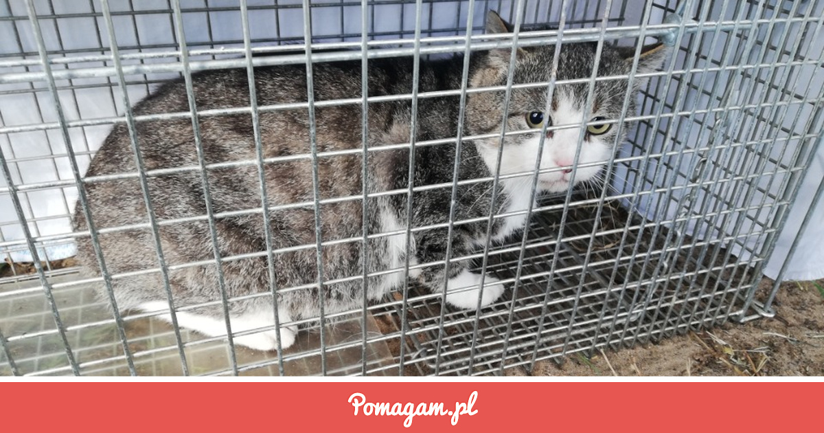 Zrzutka na Sonic Was Potrzebuje - Jacek Barczak | Pomagam.pl