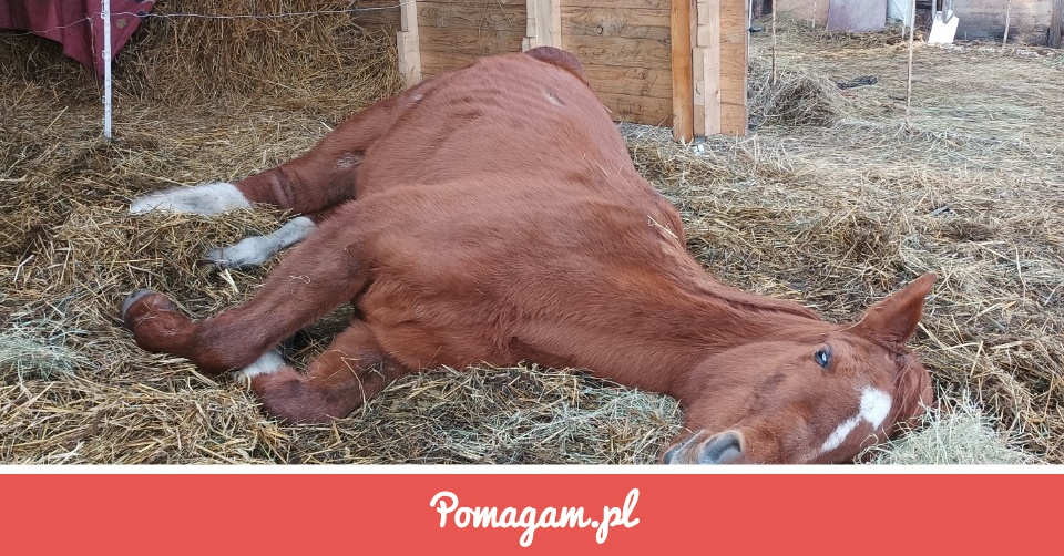 Zrzutka na Flegmona - Ratujmy Gienię - Kinga Pełczyńska | Pomagam.pl