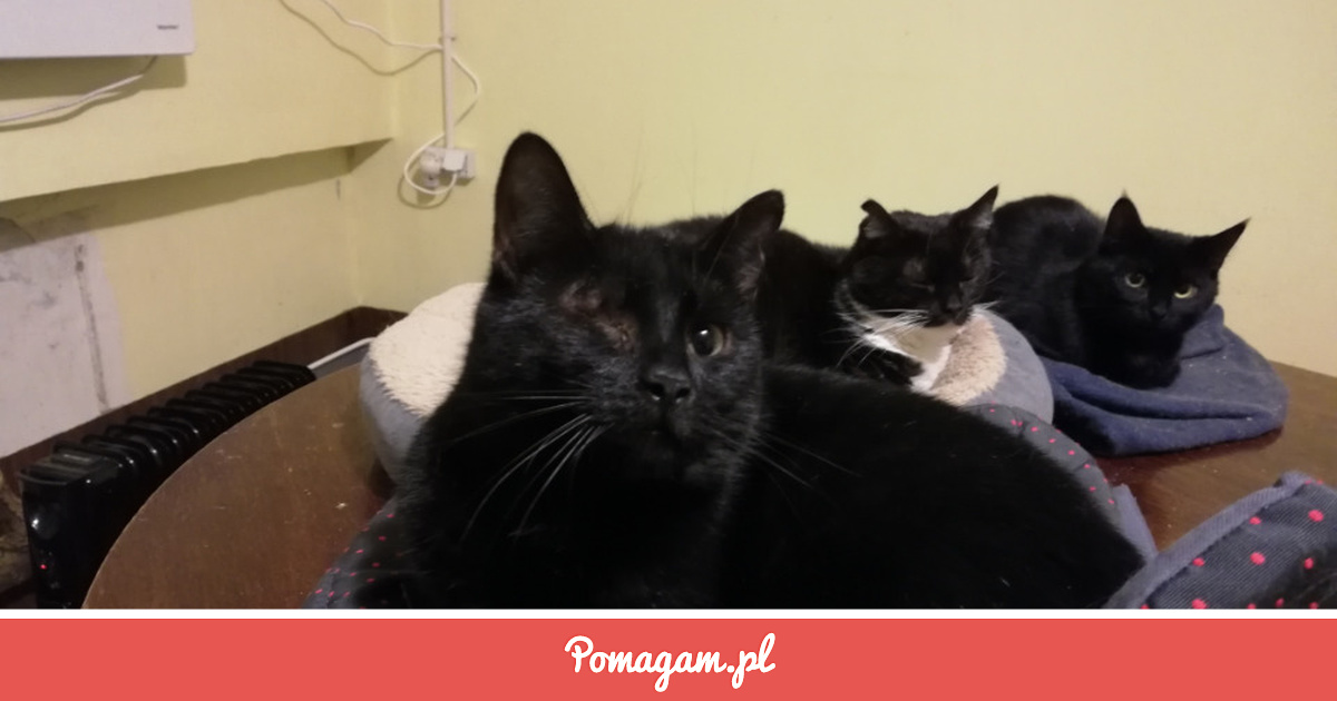 Zrzutka na Kiermasz na Kocie Łakocie 11 - Jacek Barczak | Pomagam.pl