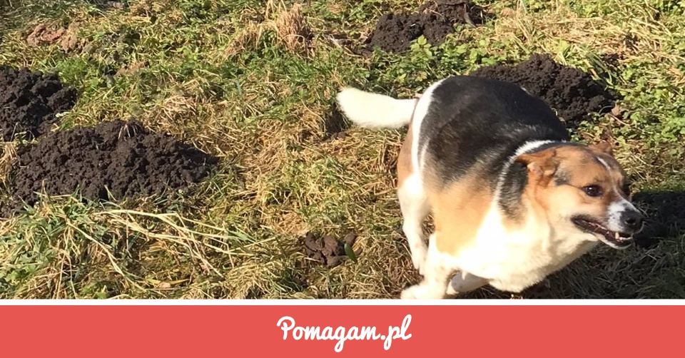 Zrzutka na Pamietasz o Reksiu z Radys - Jacek Barczak | Pomagam.pl