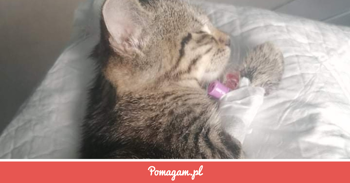 Zrzutka na Kajtuś-diagnoza i Leczenie - Chojnowskie Koty | Pomagam.pl