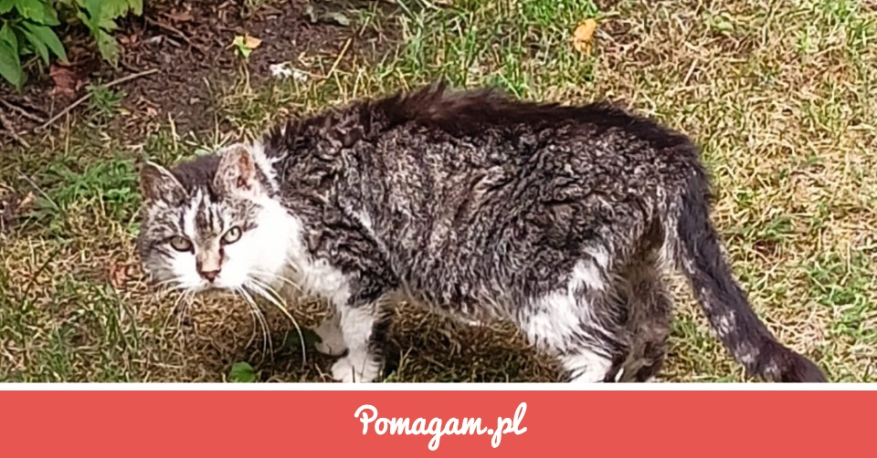 Zrzutka na Wpłacając pomagasz dwa razy - Bolesławieckie Koty | Pomagam.pl