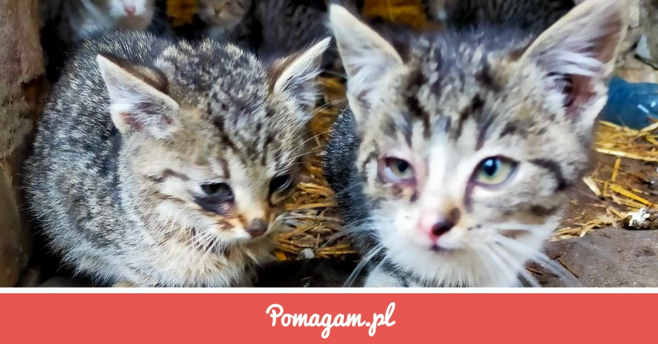 Zrzutka na Koci Katar Pomocy 3 Maluszki - Pola Matysiak | Pomagam.pl