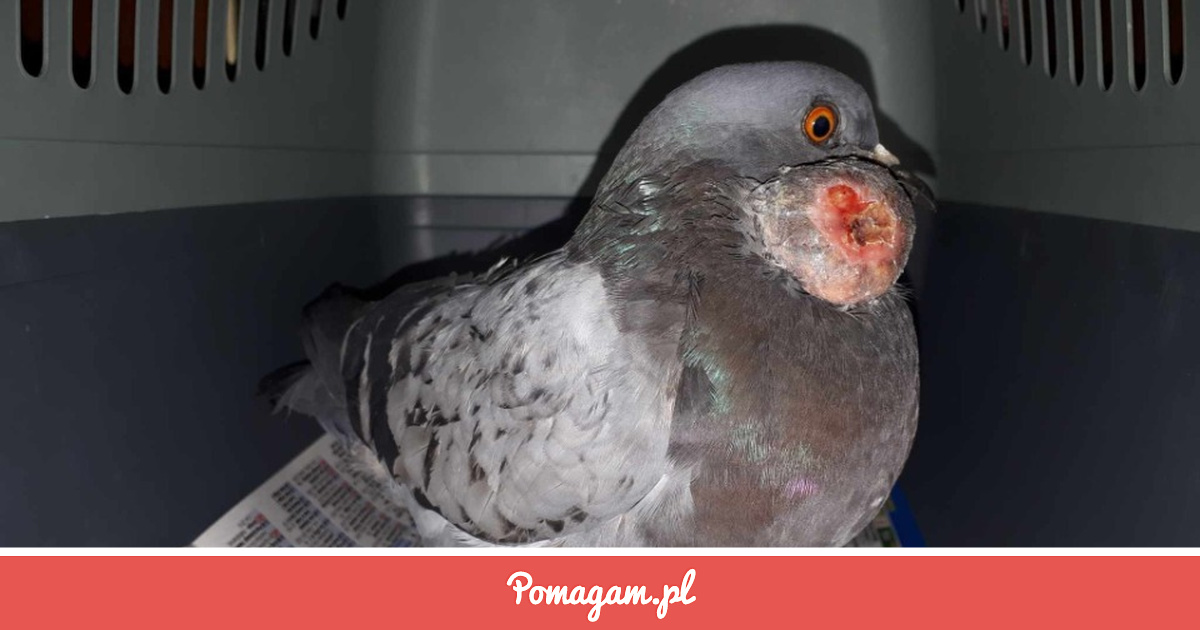 Zrzutka na Gołębie- Pomoc, Leczenie i Karma - Anna Filipowicz | Pomagam.pl
