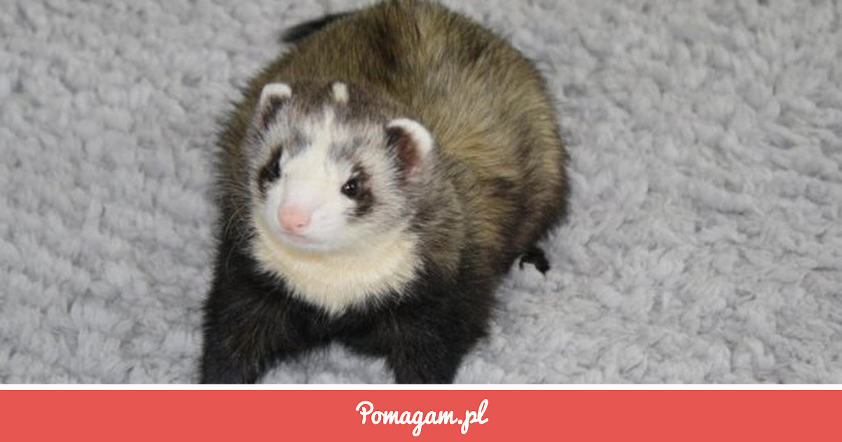 Zrzutka na Dla Fretek - Stowarzyszenie Przyjaciół Fretek | Pomagam.pl