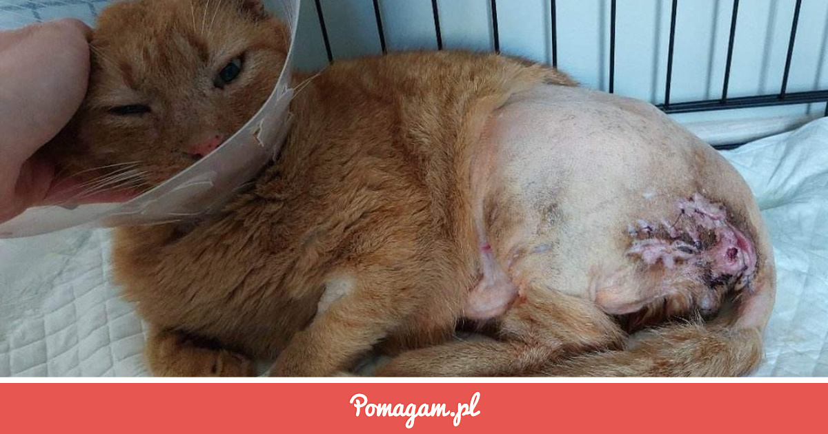 Zrzutka na Otwarte Rany, Kości na Wierzchu - FUNDACJA OCHRONY ZWIERZĄT ...