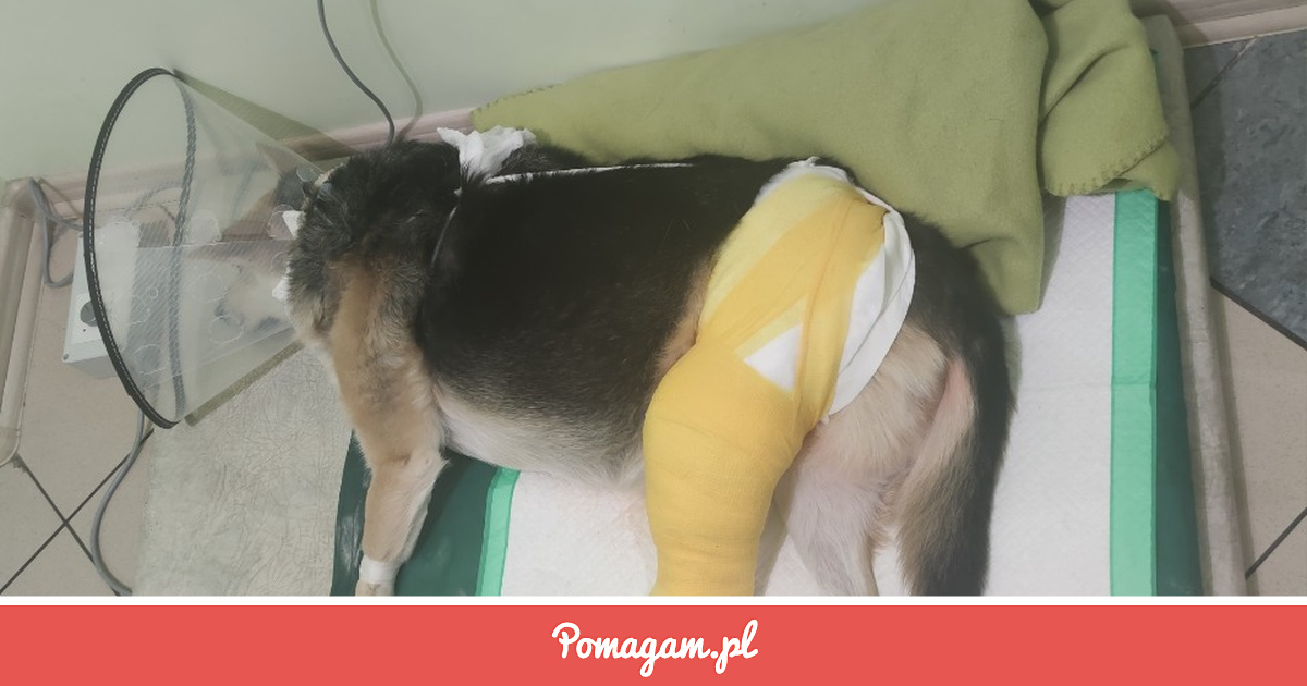 Zrzutka na Operacja Tylnej Łapki Prawej - Monika Litwa | Pomagam.pl