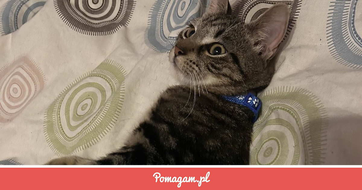 Zrzutka na Operacja Kota Zeusa - Szymon Łukasiak | Pomagam.pl