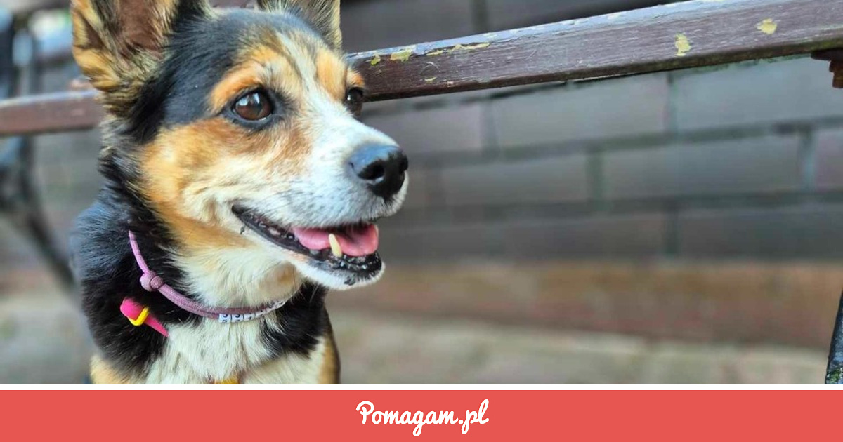 Zrzutka na Świąteczna Pomoc dla Popaprańców - Anna Malinowska | Pomagam.pl