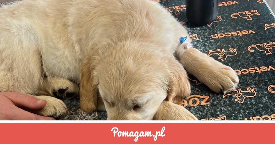 Zrzutka na Zapalenie płuc u szczeniaka - laura madej | Pomagam.pl