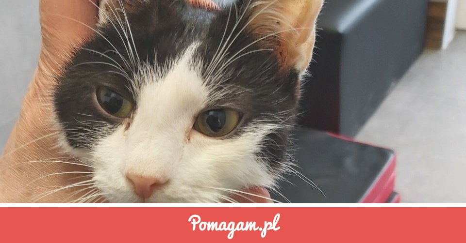 Zrzutka na Sprite Bardzo Chory Chce Żyć - Katarzyna Walów | Pomagam.pl