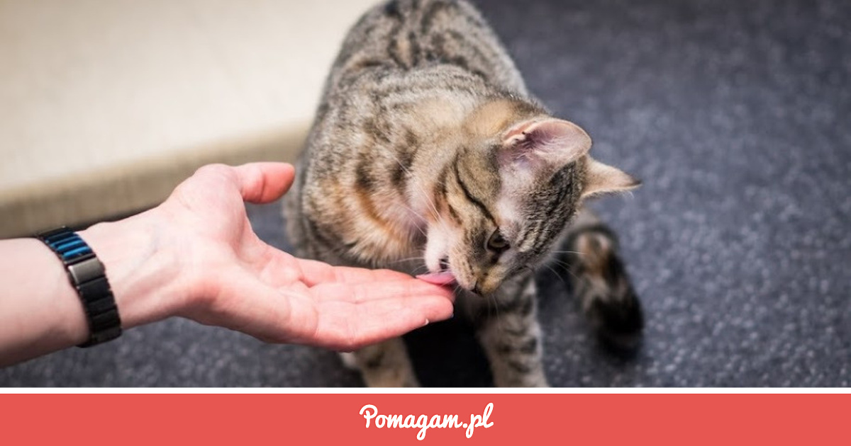 Zrzutka na Potrzeby Kocie-Mruczący Bazarek - FUNDACJA KOCI GALIMATIAS | Pomagam.pl