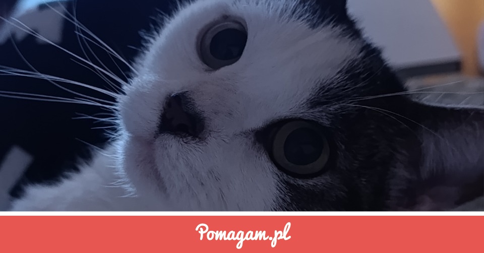 Zrzutka na Uratujmy Yoshiego - Laura Grzybołowska | Pomagam.pl