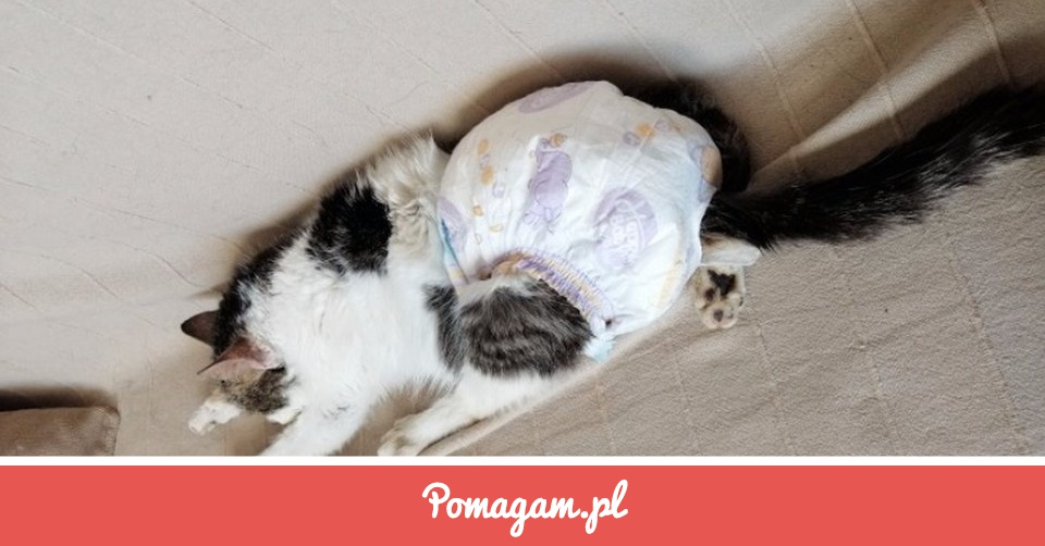 Zrzutka na Uratujmy Chorą Kicię - Ewa Promińska | Pomagam.pl