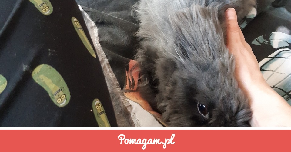 Zrzutka na Uratujmy malutką Tofinkę - Nicol Jerka | Pomagam.pl