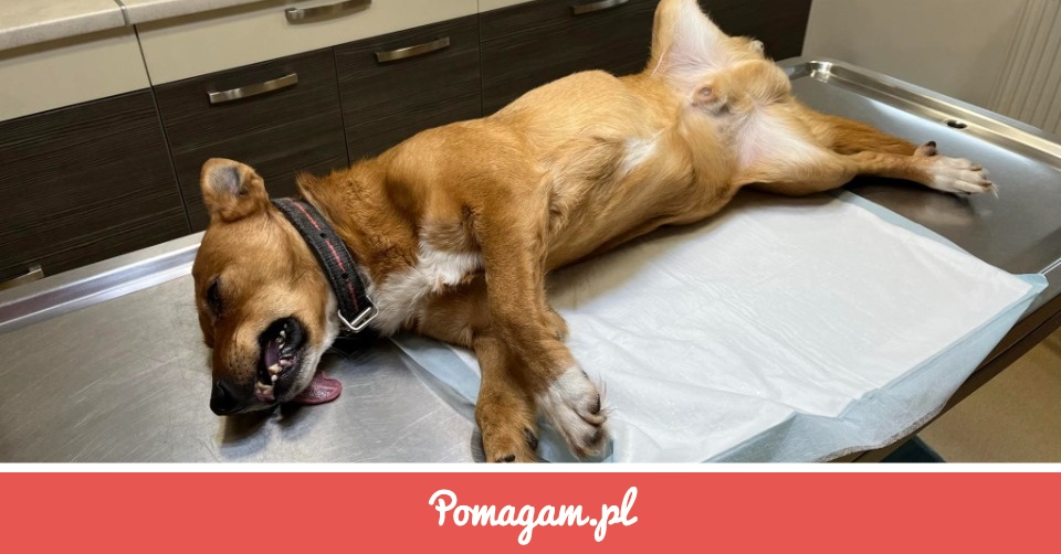 Zrzutka na Rudy - ROK BEZDOMNY - Ewa Adamek | Pomagam.pl