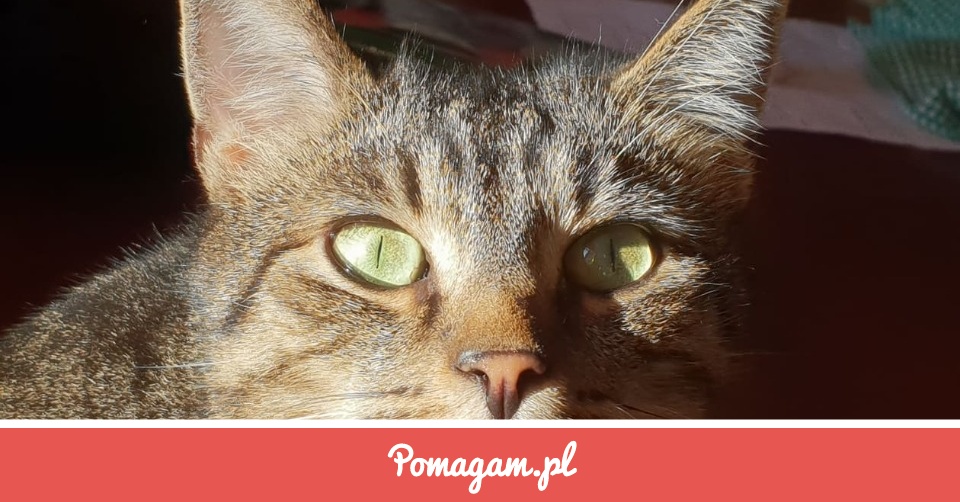 Zrzutka na Dla Bolusia na leczenie - Bolesławieckie Koty | Pomagam.pl