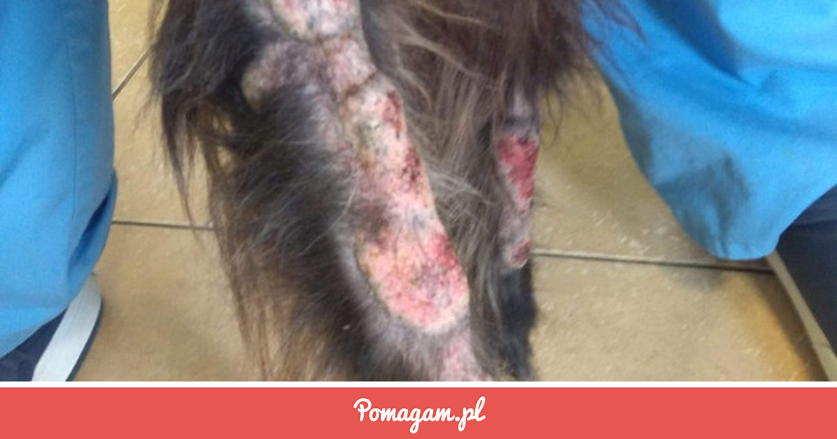 Zrzutka na Straszne Rany na Ciele Kundelka - OTOZ Animals Inspektorat ...