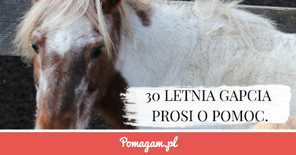 Zrzutka na Leczenie Gapci. - Fundacja Centaurus | Pomagam.pl