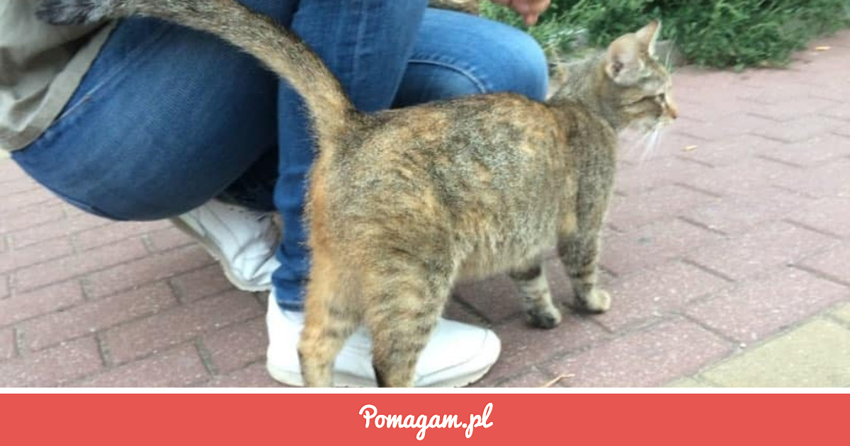 Zrzutka na Czipowanie Adelki - Jacek Barczak | Pomagam.pl