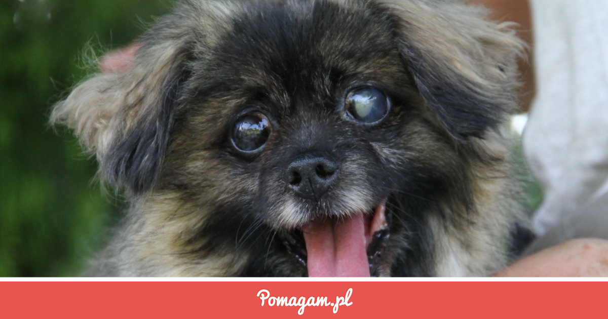 Zrzutka na Dla Ptysia - Fundacja Psia Ekipa | Pomagam.pl