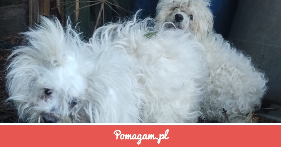 Zrzutka na Maltanki wyrzucone jak śmieci - FUNDACJA NA RZECZ ZWIERZĄT ...