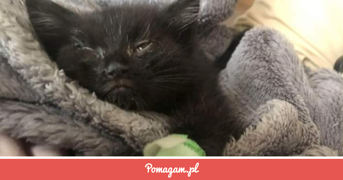 Zrzutka na Na Pomoc Piskim Kociakom - Beata Lesiewicz | Pomagam.pl