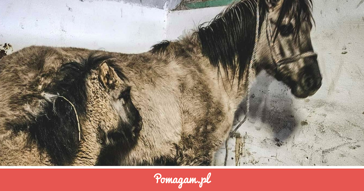 Zrzutka na Lusia z Mamą Jedzie na RZEŹ - Fundacja Benek | Pomagam.pl