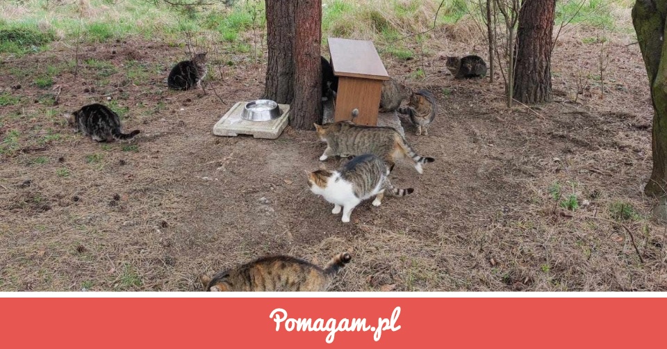 Zrzutka na Na Karmę dla Kotów Małgosi - Katarzyna Majewska | Pomagam.pl