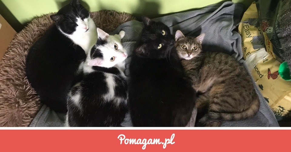 Zrzutka na Na karmę i żwirek - Koty u Oli - Ola Bułka | Pomagam.pl