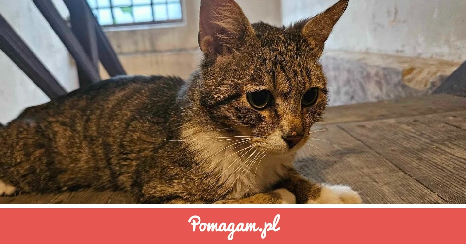 Zrzutka na Kocie Życie, Koci Świat - Katarzyna Kwapisz | Pomagam.pl