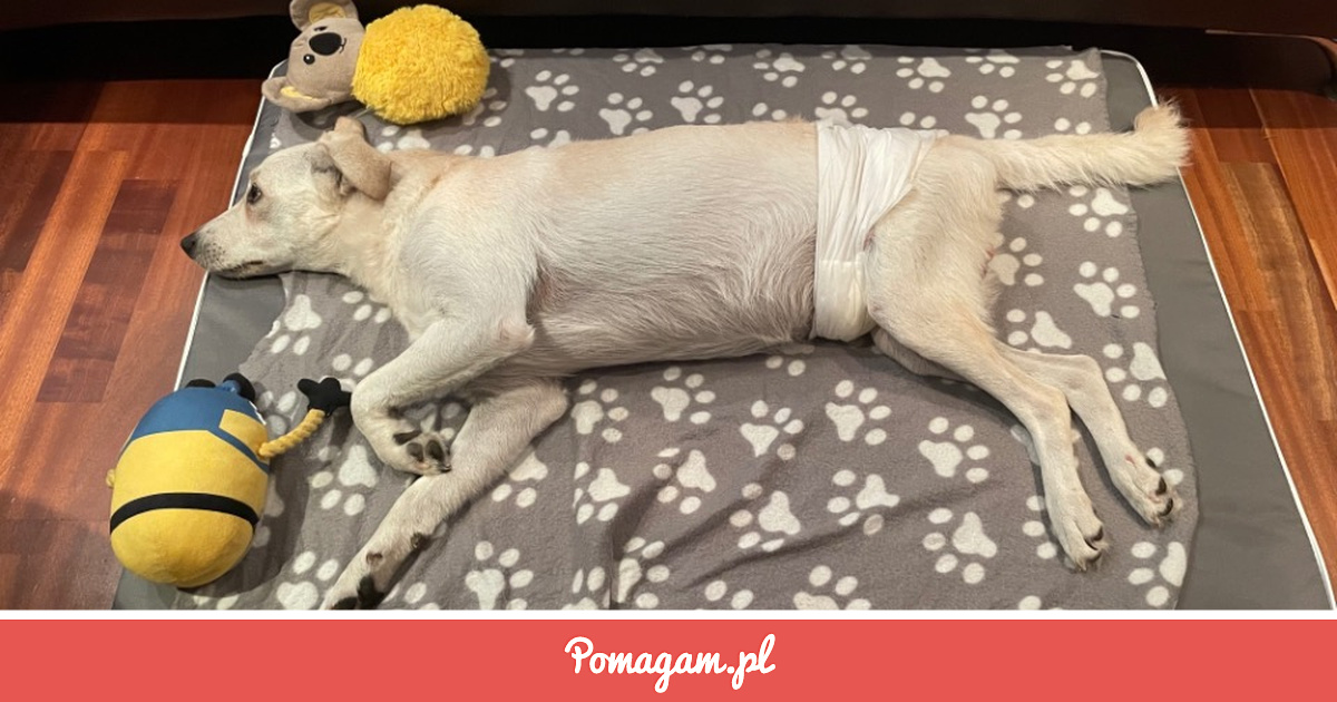 Zrzutka na Razem dla Kokosa - Karolina Chudzian | Pomagam.pl