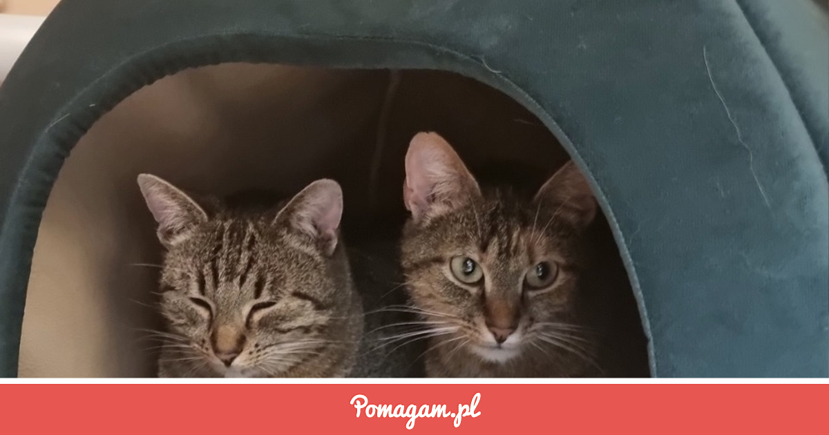 Zrzutka na Na Jedzonko, Inne Kocie Potrzeby - Tomasz Onikijuk | Pomagam.pl