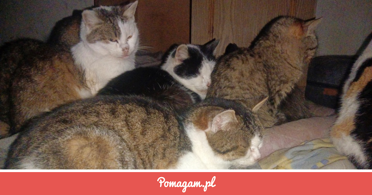 Zrzutka na Bezdomne Koty, Przewodów - Asia Filipek | Pomagam.pl