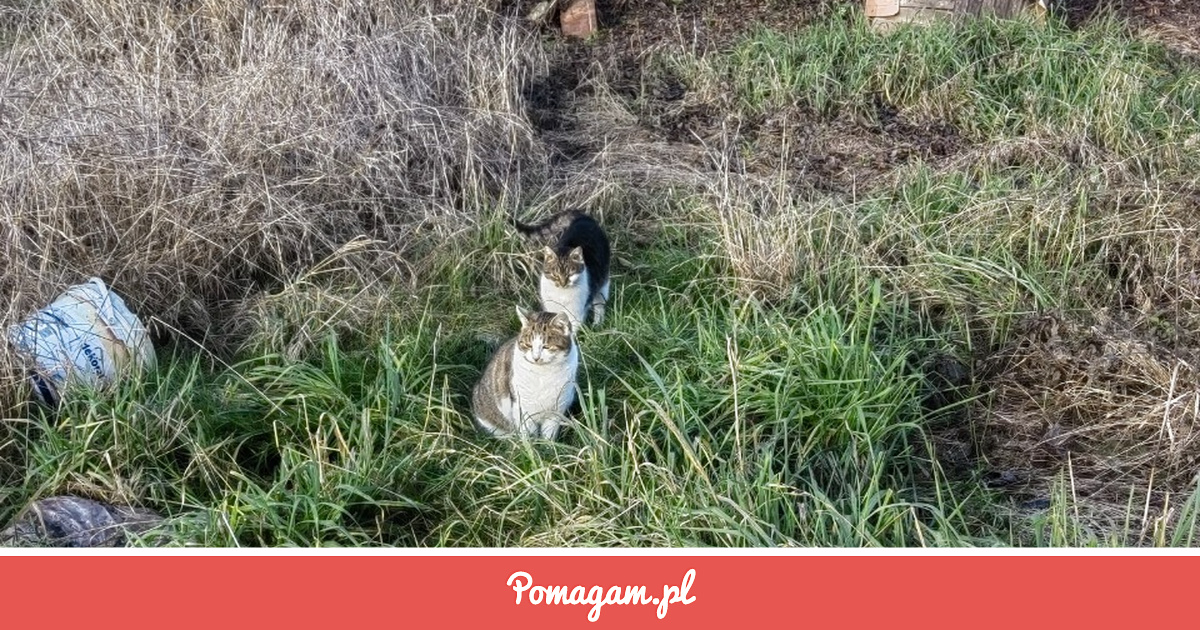 Zrzutka na Sterylizacja, Karma i Leczenie. - Agnieszka Ka | Pomagam.pl