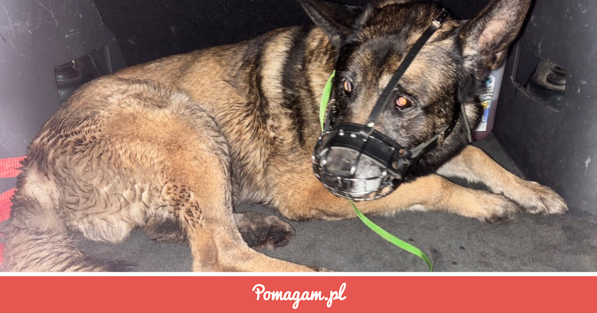 Zrzutka na Połamany Psiak i Jego Towarzyszk - Wiola Paziewska | Pomagam.pl