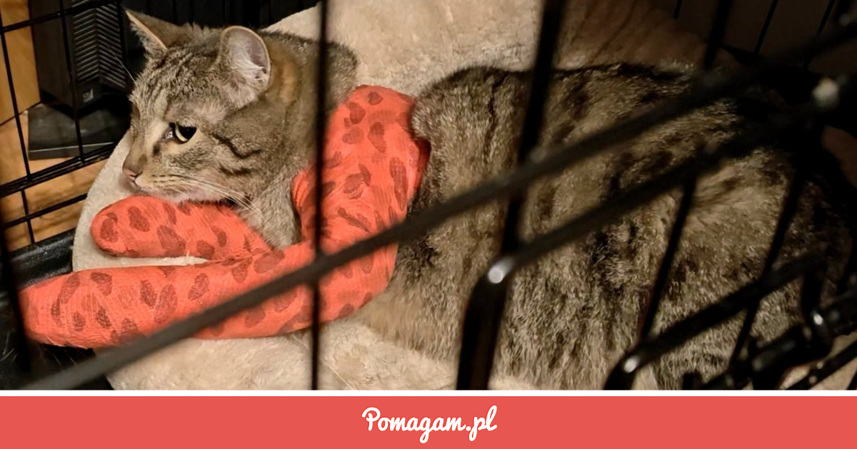 Zrzutka na Operacje Połamanych Łapek Akina - Łukasz Sowa | Pomagam.pl