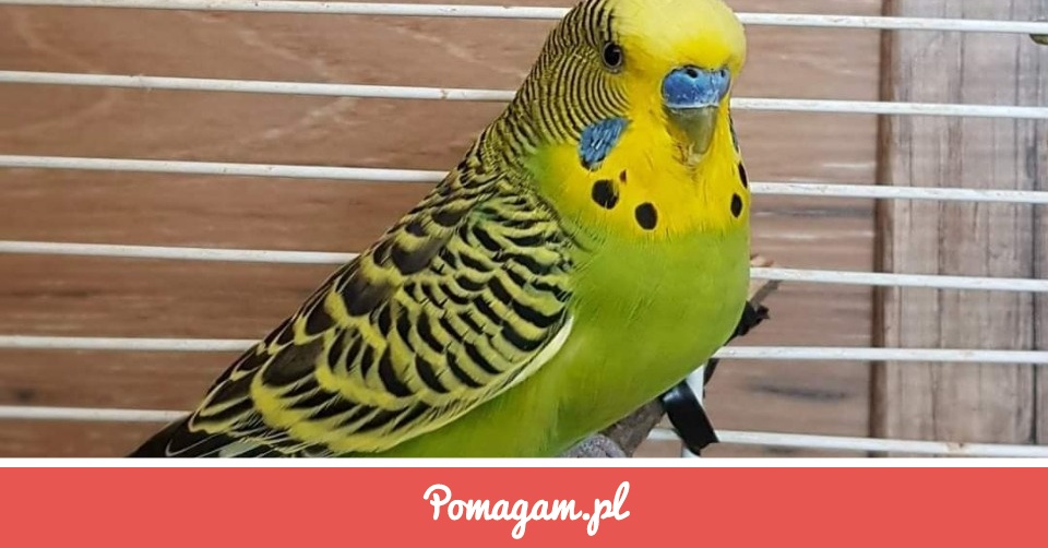 Zrzutka na Woliera dla ptaszków egzotycznyc - Burchel Gołębiewski ...