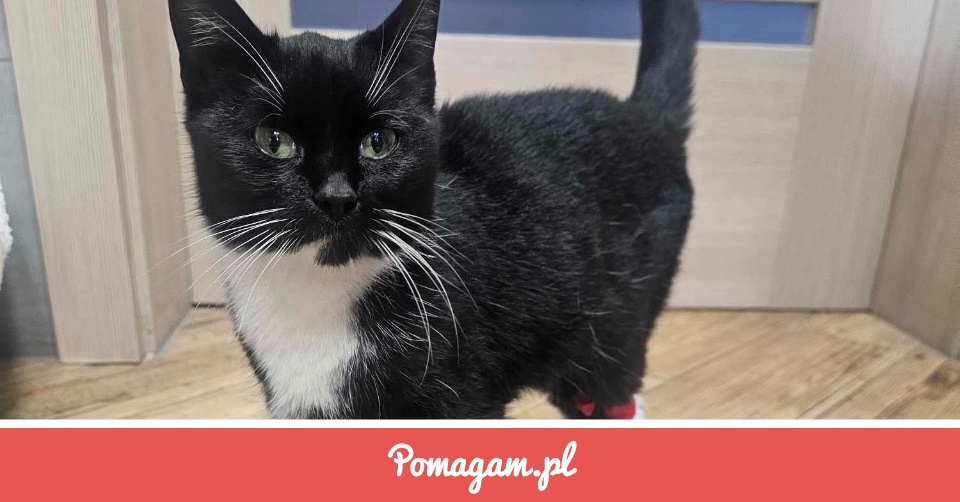 Zrzutka na Uratujmy kotkę Rozi - Natalia Otawa | Pomagam.pl