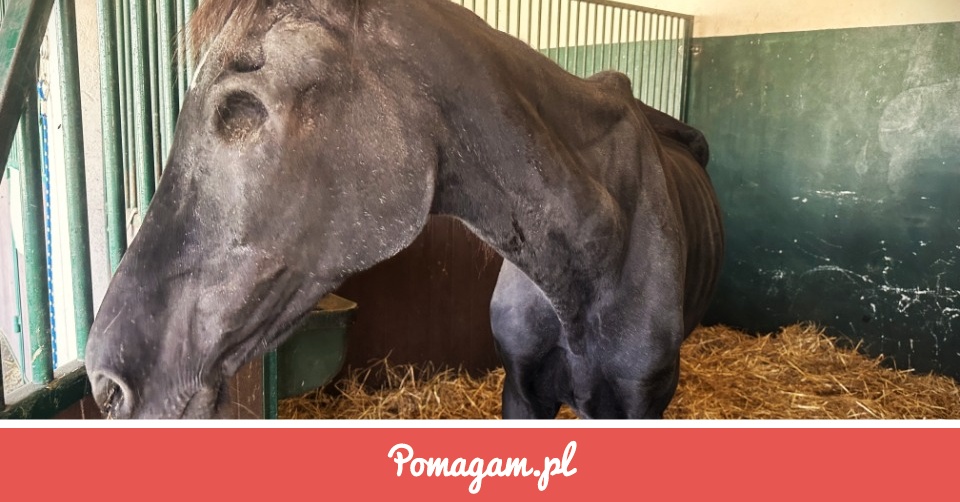 Zrzutka na Hania, Uratujmy Życie Karuski - Schronisko Pegasus | Pomagam.pl