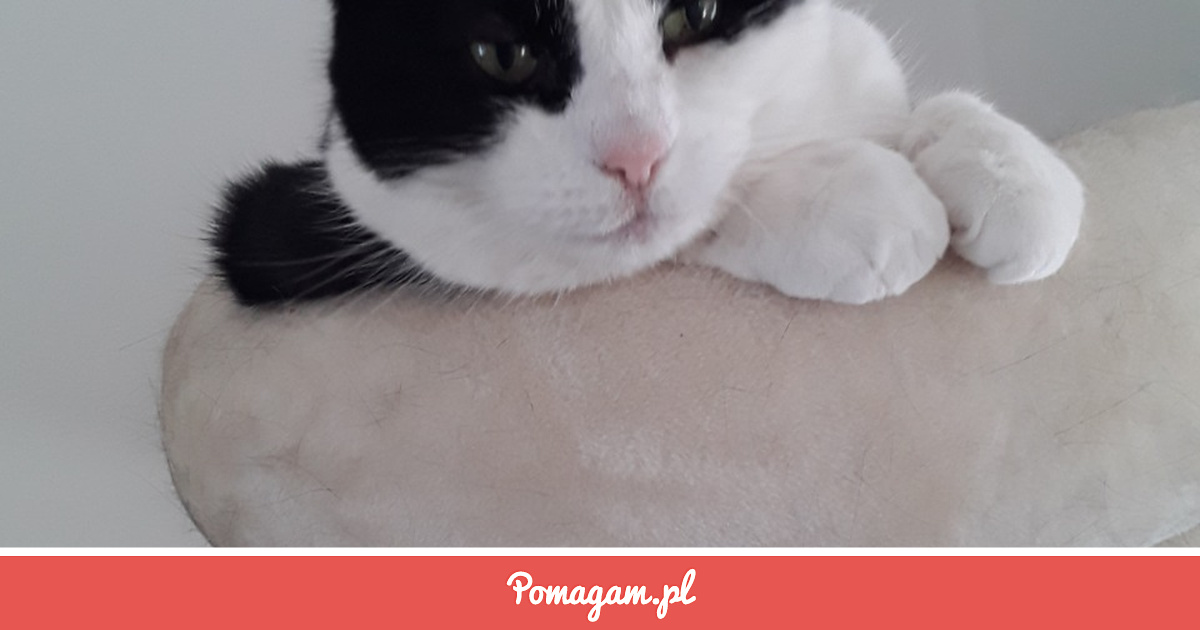 Zrzutka na Operacja i Dalsze Leczenie Kota - Zofia Radziusz | Pomagam.pl