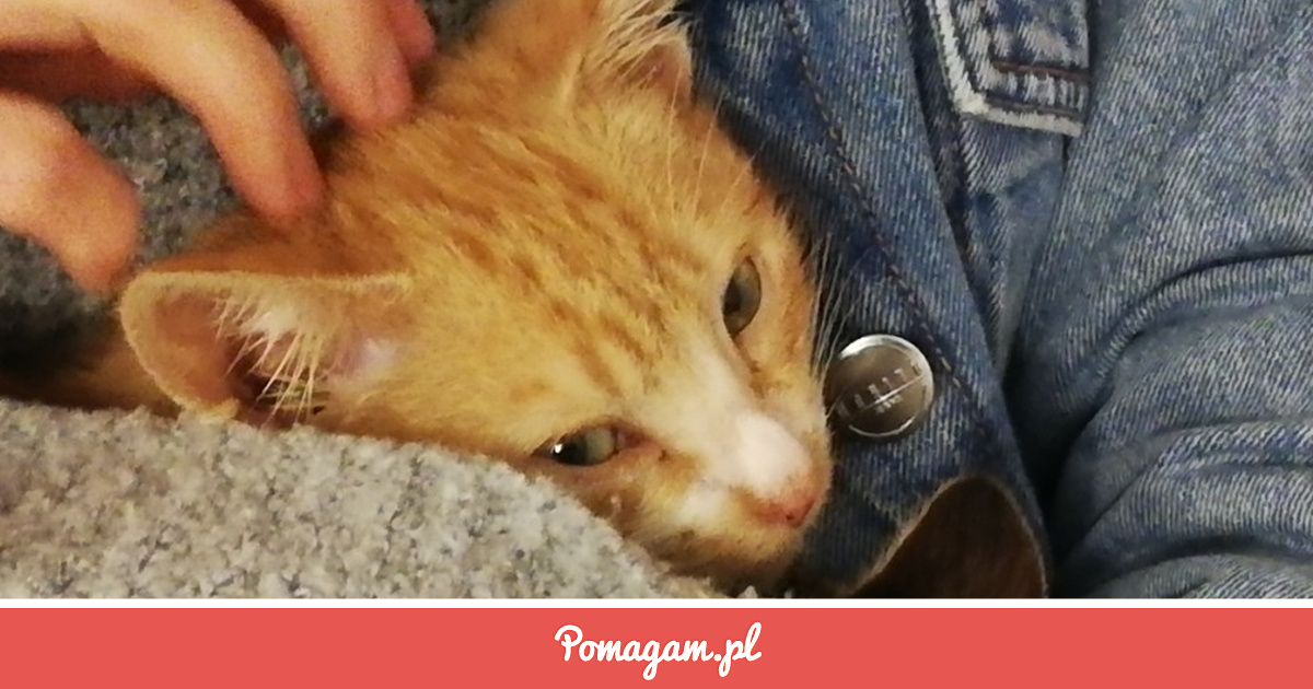 Zrzutka na Kiermasz na Kocie Łakocie 6 - Jacek Barczak | Pomagam.pl